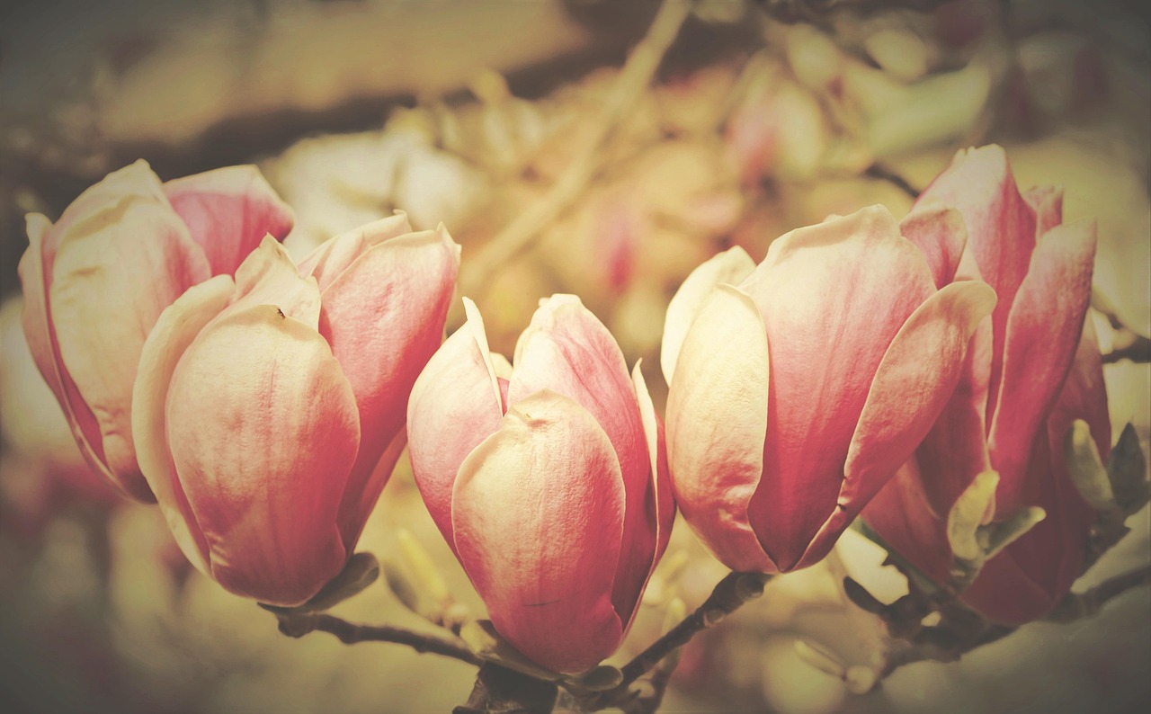 Magnolia Tree Blooming - Free photo on Pixabay - Pixabay