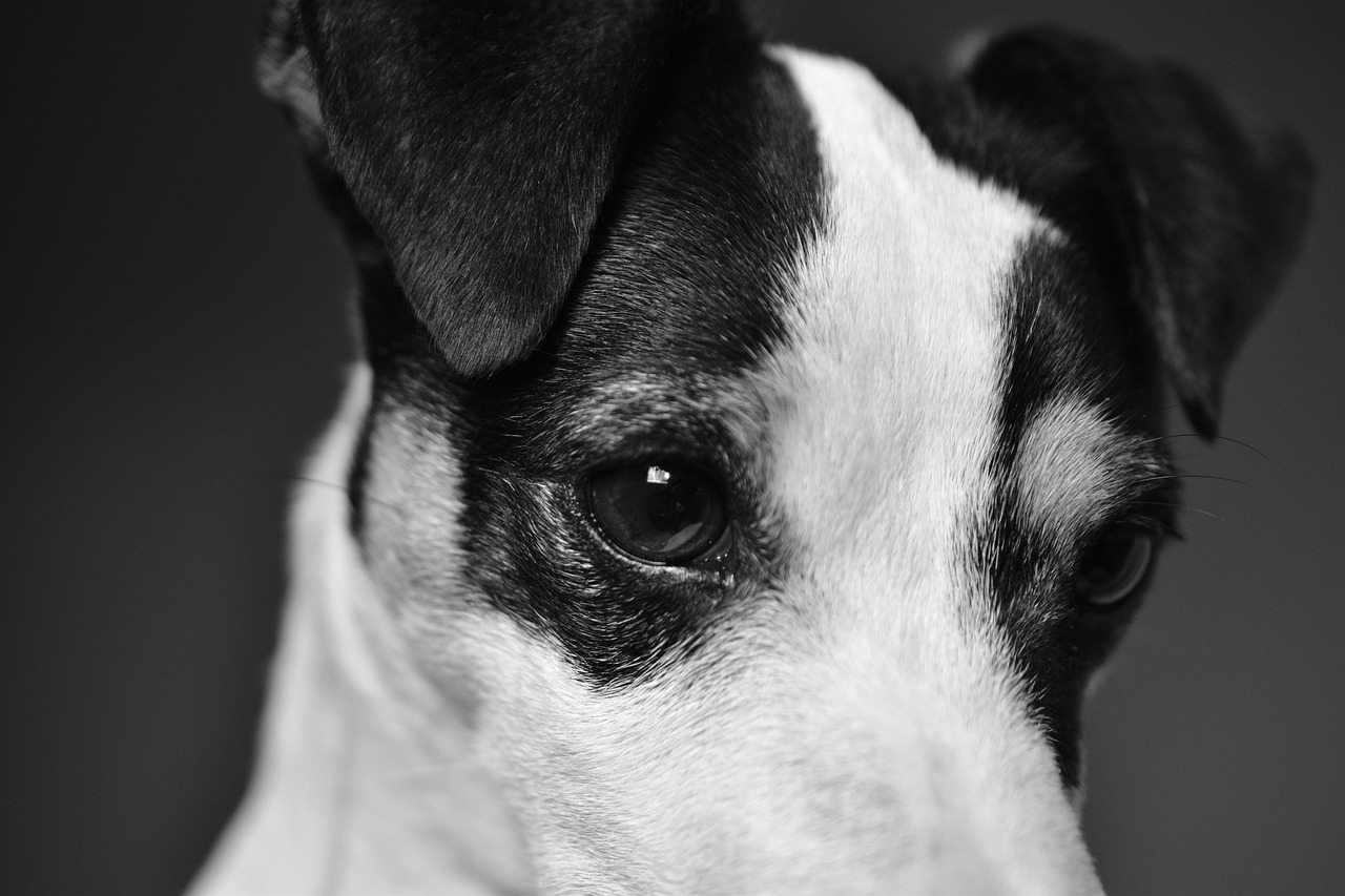 Dog Jack Russel Terrier - Free photo on Pixabay - Pixabay