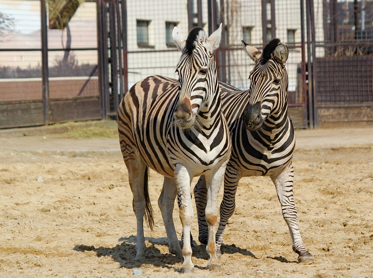 Zebras Pair Animals - Free photo on Pixabay - Pixabay