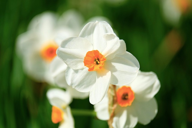 Narcisse Fleur Blanc Le - Photo gratuite sur Pixabay - Pixabay