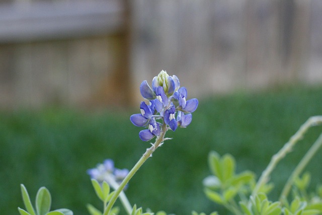 40+ Free Bluebonnet & Nature Images - Pixabay