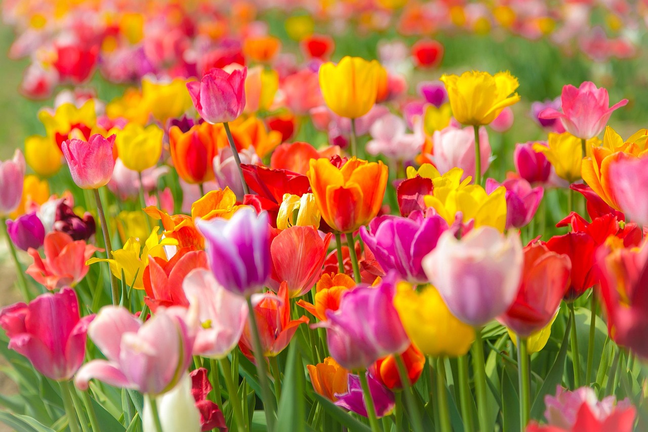 Tulpen Tulpenfeld Frühling - Kostenloses Foto auf Pixabay - Pixabay