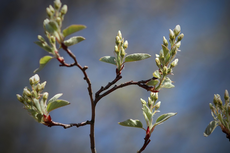 Ears-Shade Shrub Shadow - Free photo on Pixabay