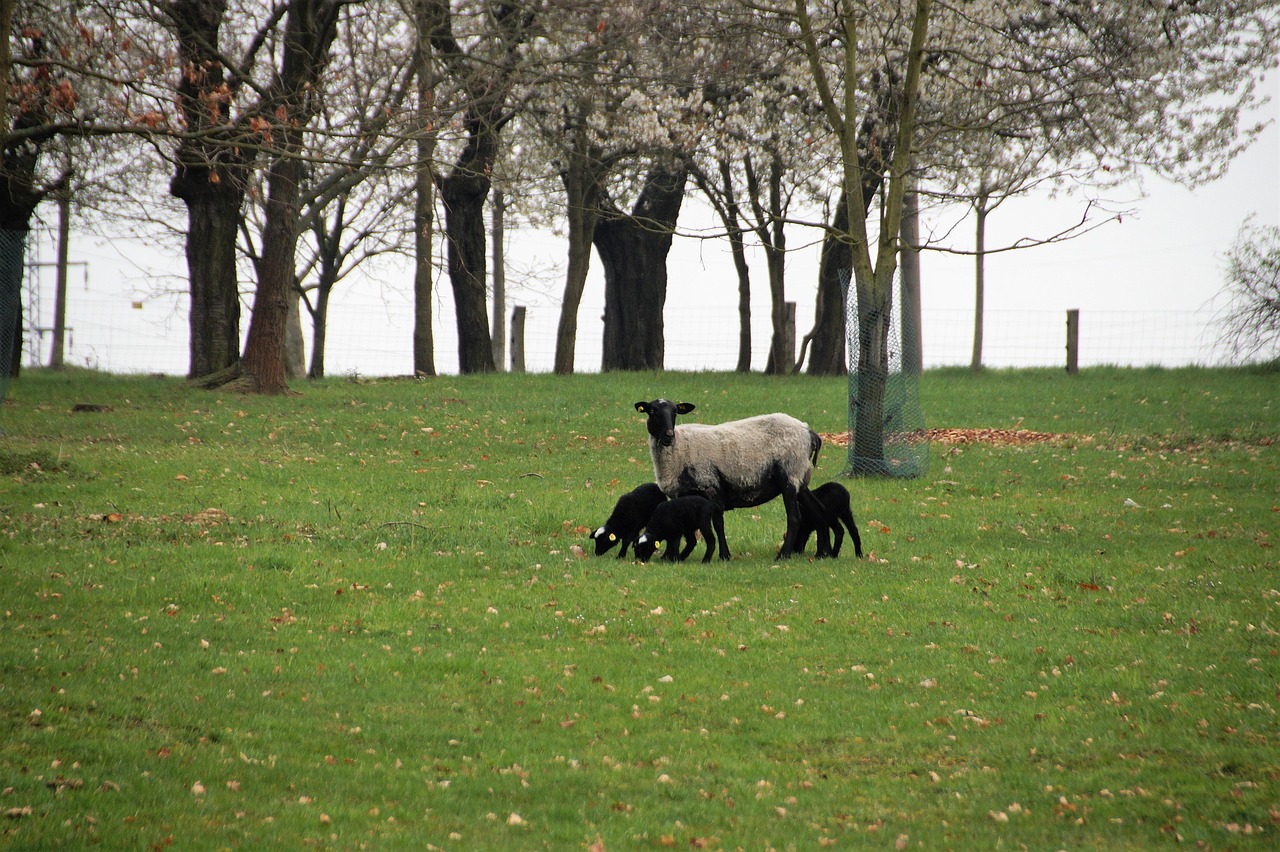 Sheep Suffolk Animal - Free photo on Pixabay - Pixabay