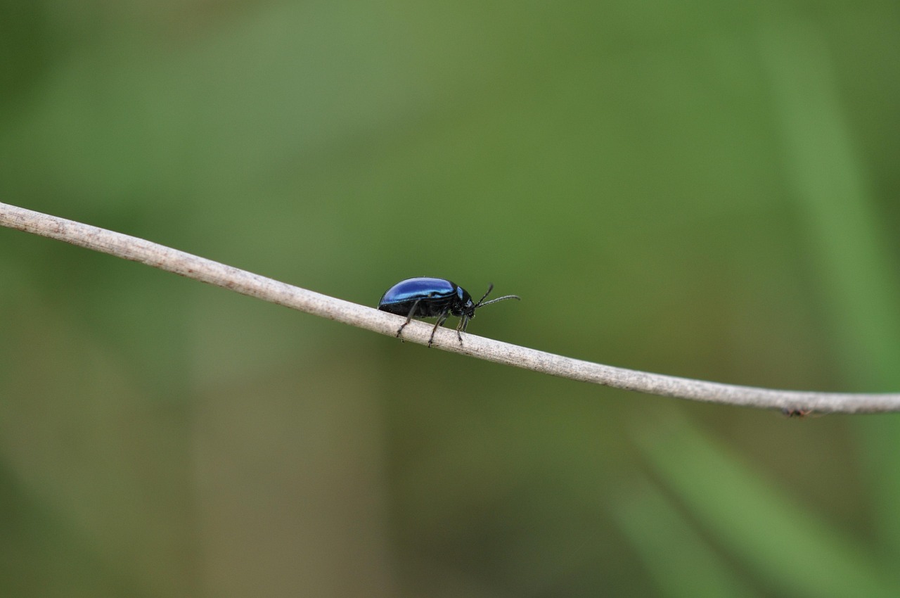 Beetle Nature Animal - Free photo on Pixabay - Pixabay