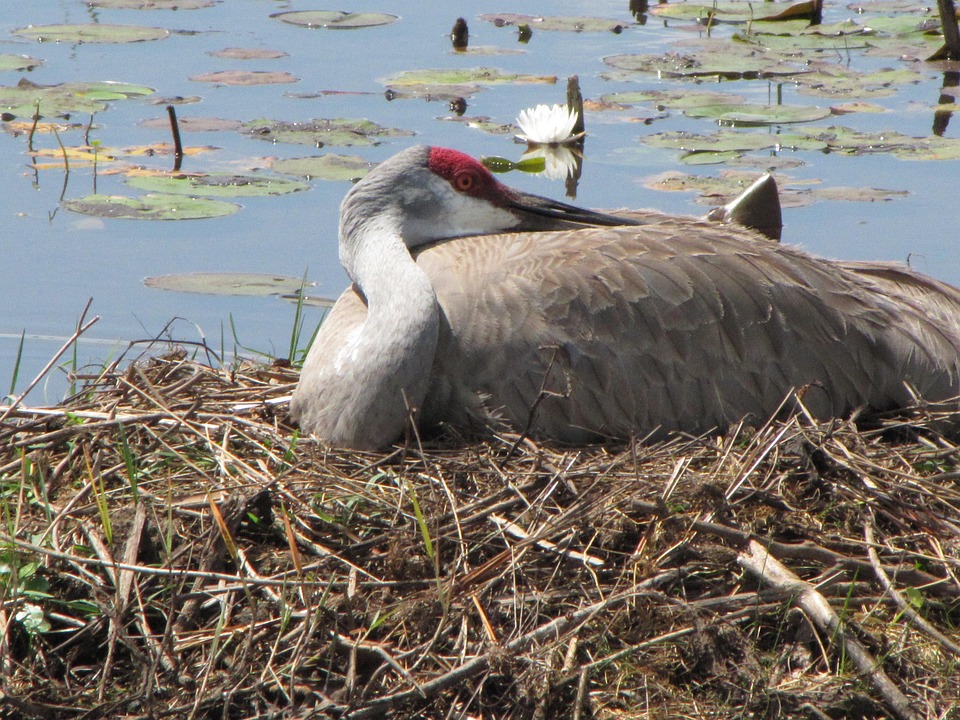 Sandhill Crane Nest - Free photo on Pixabay - Pixabay