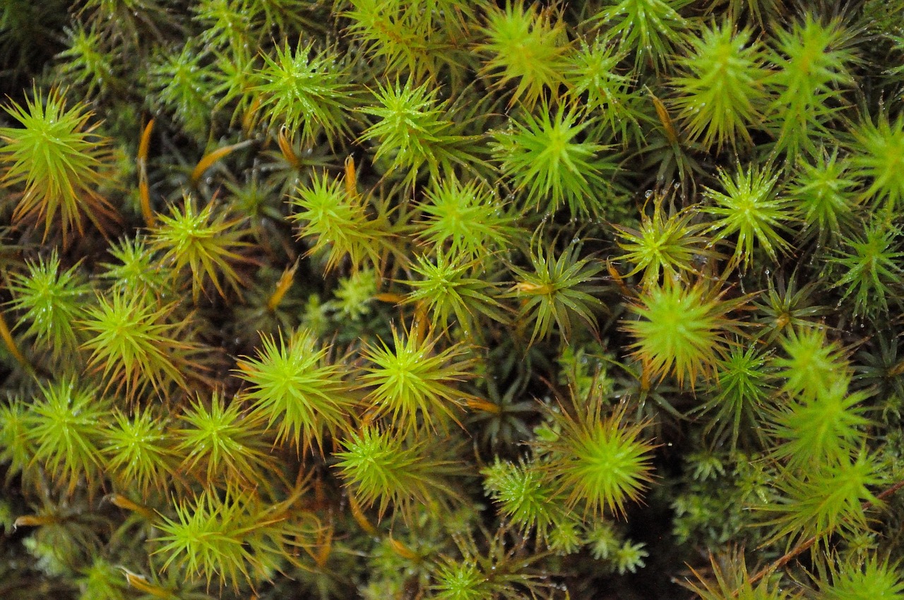 Star Moss Macro - Free photo on Pixabay - Pixabay