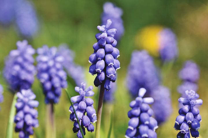 Jacinthes Images - Téléchargez des images gratuites - Pixabay