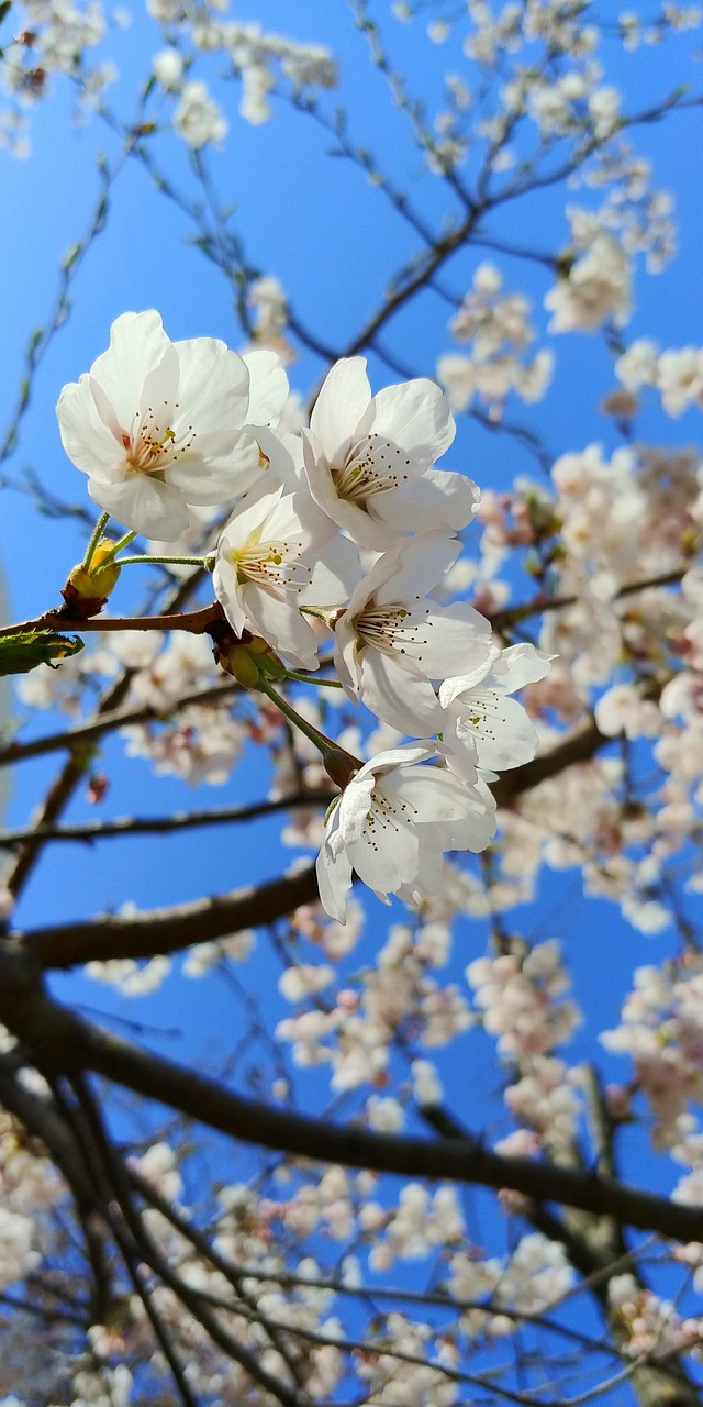 Kirschblüte Frühling Blume - Kostenloses Foto auf Pixabay