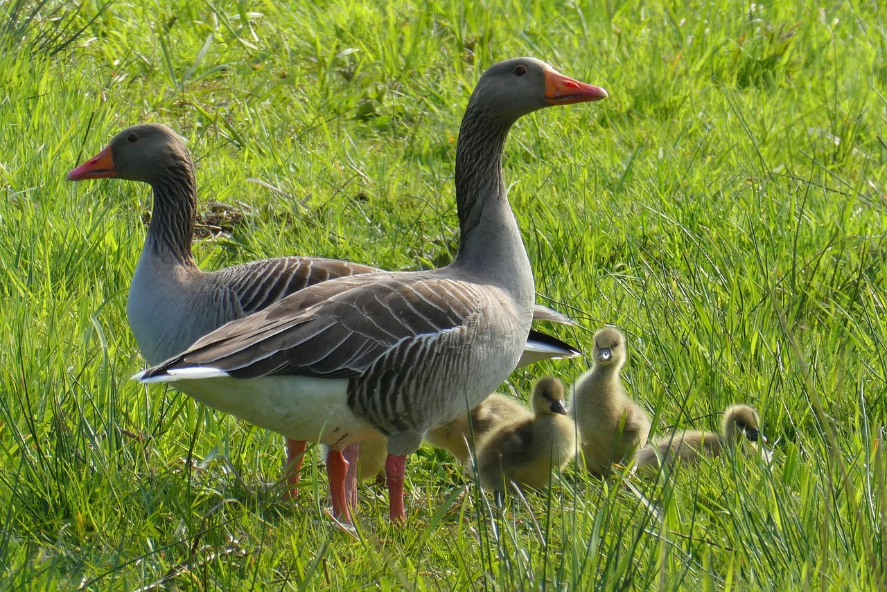Geese Chicks Bird - Free photo on Pixabay - Pixabay