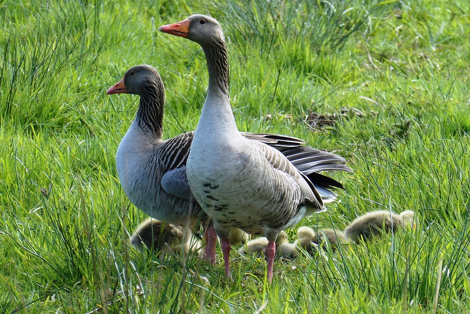 Geese Chicks Nb To - Free photo on Pixabay