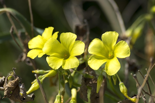 Bunga Kuning Bunga-Bunga - Foto gratis di Pixabay - Pixabay