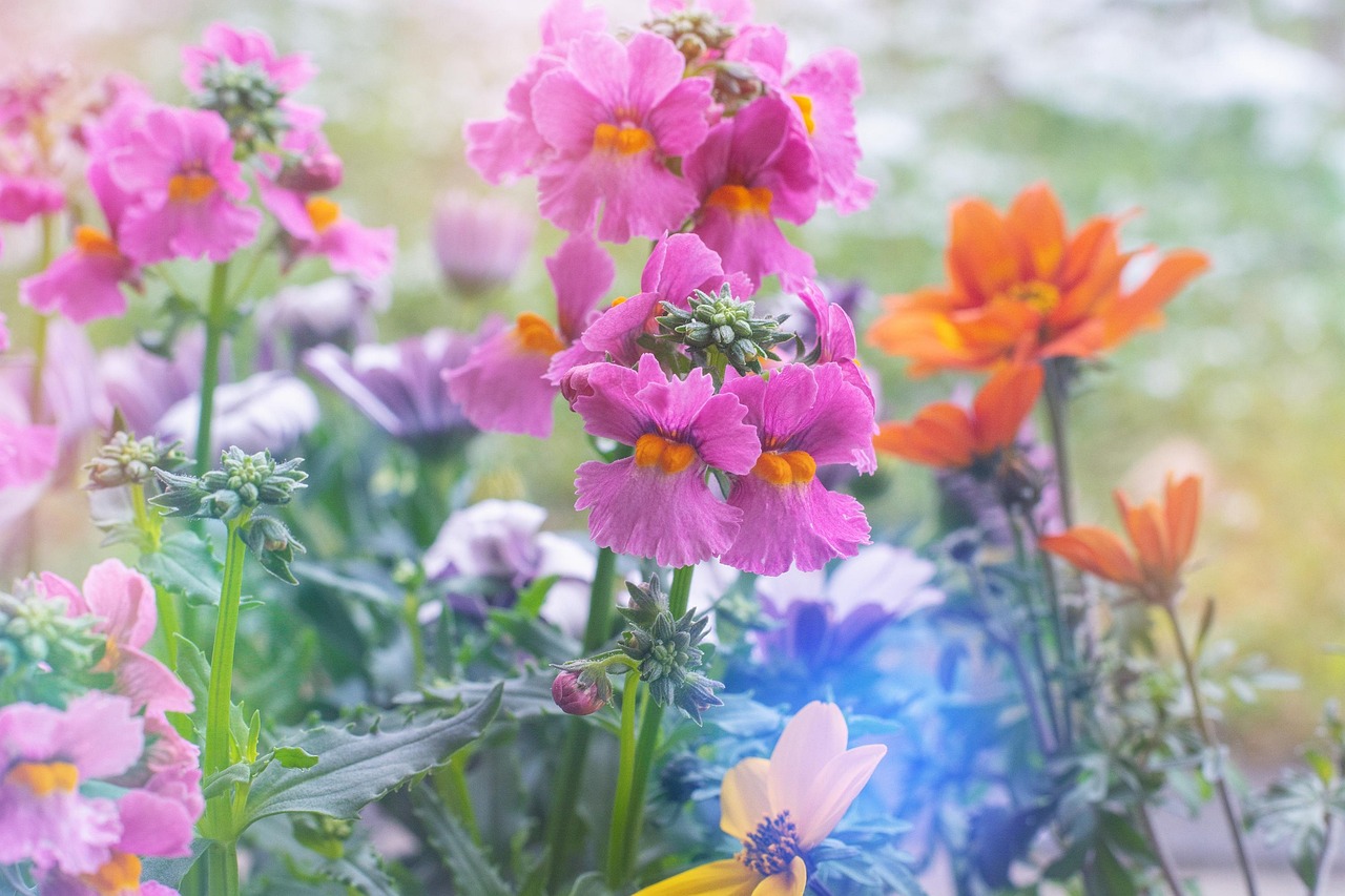 Fleur Fleurs Multicolore Le - Photo gratuite sur Pixabay - Pixabay