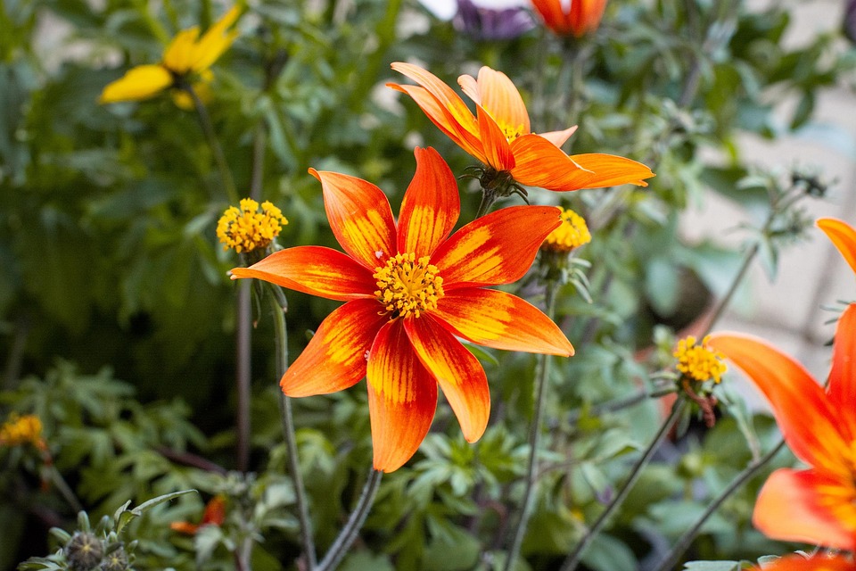 Fleur Fleurs Orange - Photo gratuite sur Pixabay - Pixabay