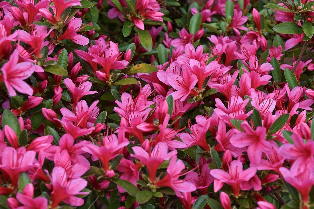 1,000+ Free Azalea Flower & Azalea Images - Pixabay