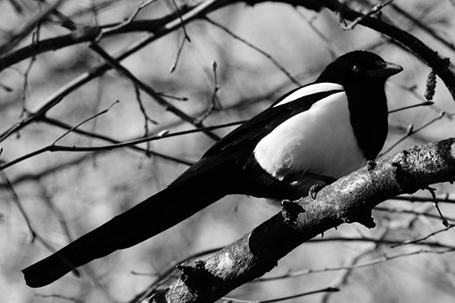 Skata Bilder - Ladda ner bilder gratis - Pixabay