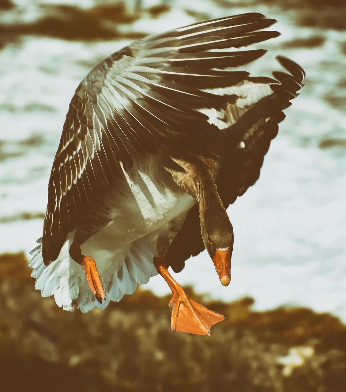 Ganso Volador Vuelo Ave - Foto gratis en Pixabay - Pixabay