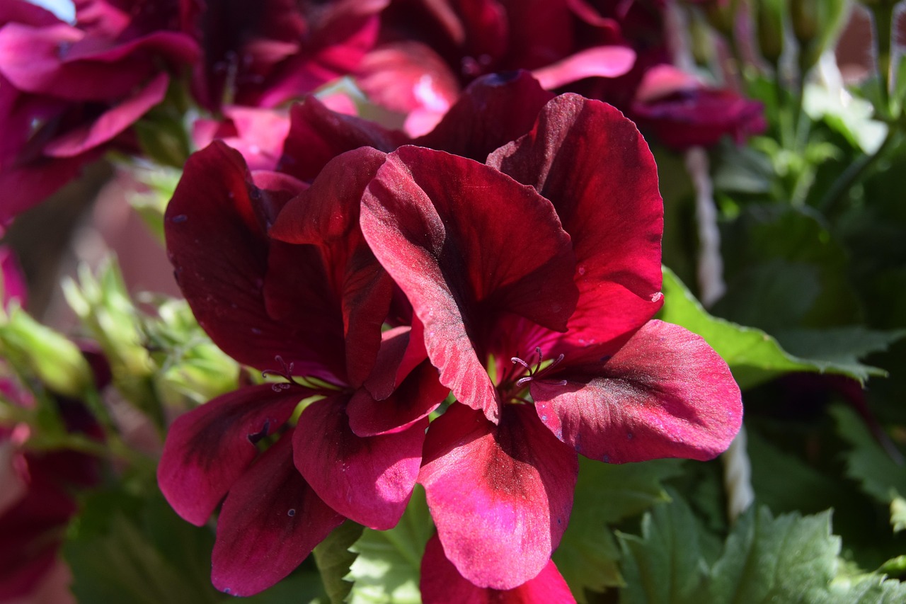 Summer Red Nature - Free photo on Pixabay - Pixabay