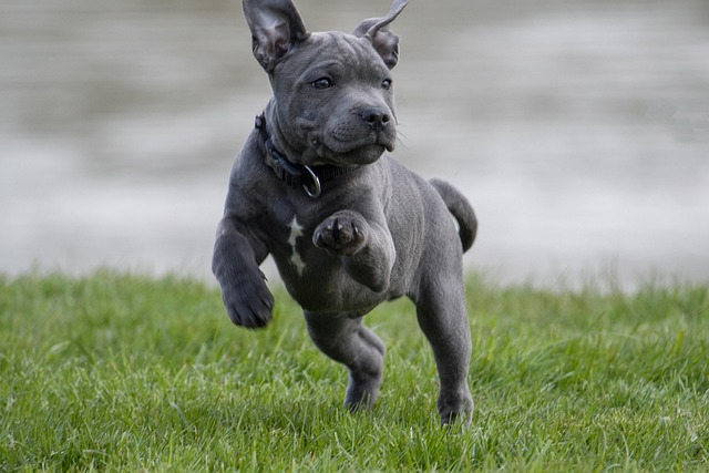 Grey Puppies