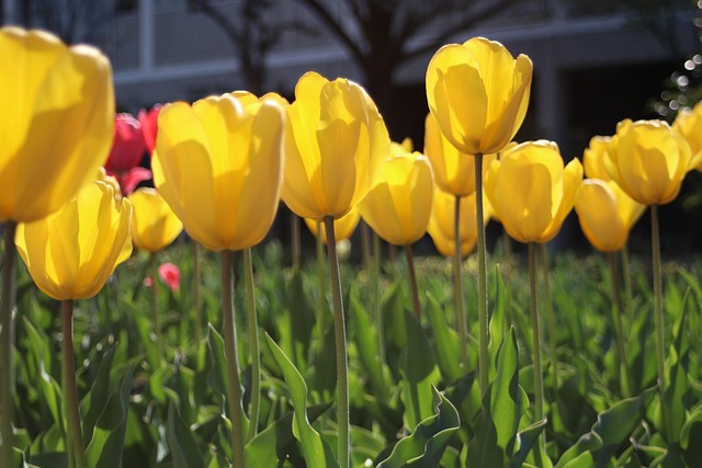 Tulip Kuning Alam - Foto gratis di Pixabay - Pixabay