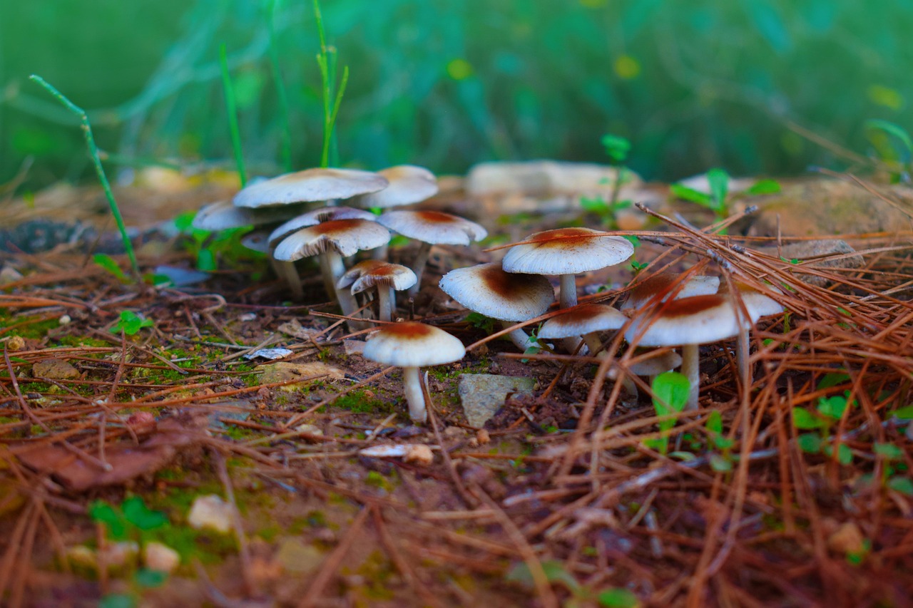 Naturel Champignons Nature Forêt - Photo gratuite sur Pixabay