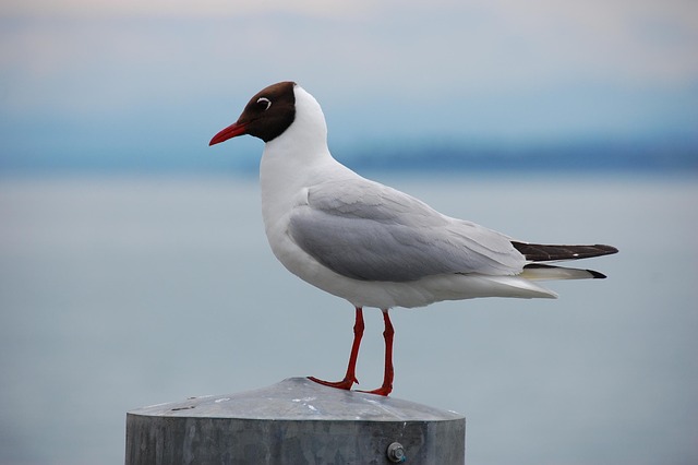 Mouette Oiseau Nature - Photo gratuite sur Pixabay - Pixabay