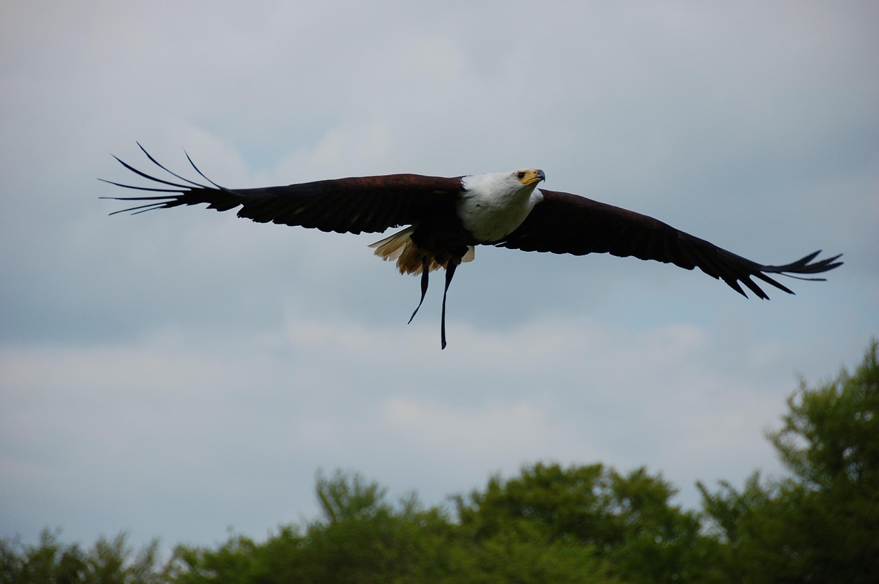 Bird Raptor Flight - Free photo on Pixabay