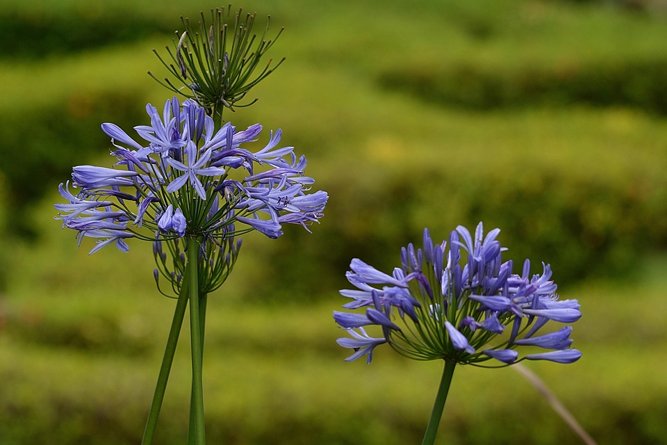 Green Vegetation Nature - Free photo on Pixabay