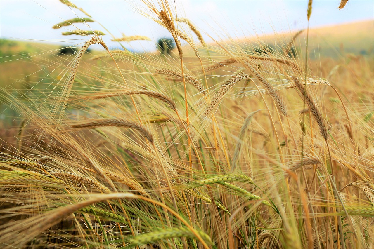 200+ Free Virgo & Nature Images - Pixabay