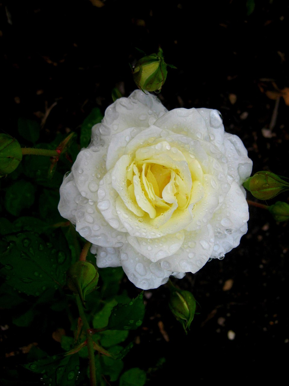 Rose Blanche - Photo gratuite sur Pixabay - Pixabay