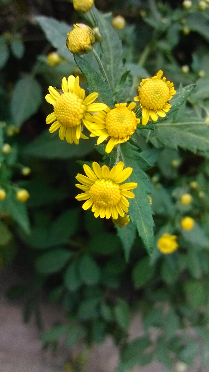 Green Plant Chrysanthemum - Pixabay上的免费照片