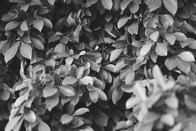 Leaves Plant Foliage - Free photo on Pixabay - Pixabay