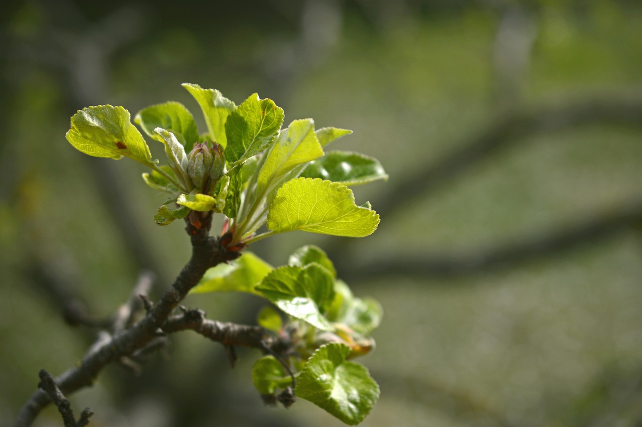 Apple Blossom Bloom - Free photo on Pixabay - Pixabay
