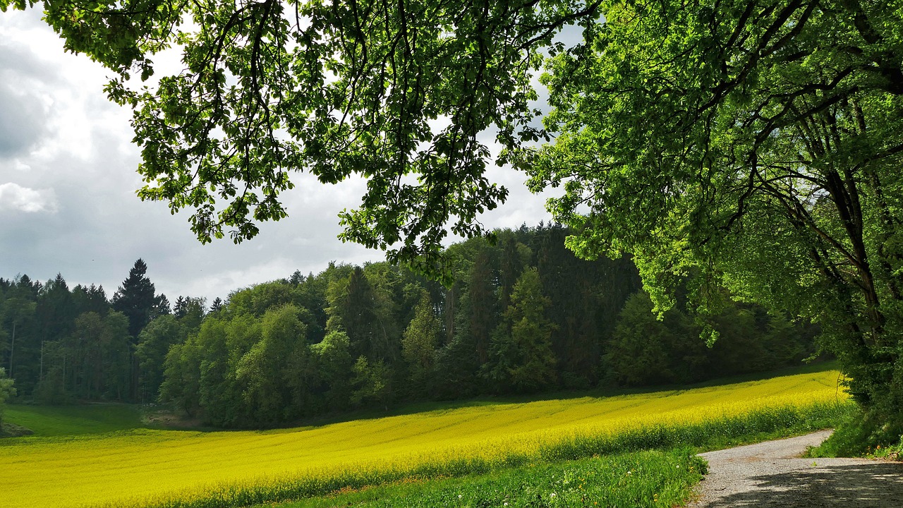 Paisajes Naturaleza Bosque Hd Foto De Stock Gratuita Sobre Actividad