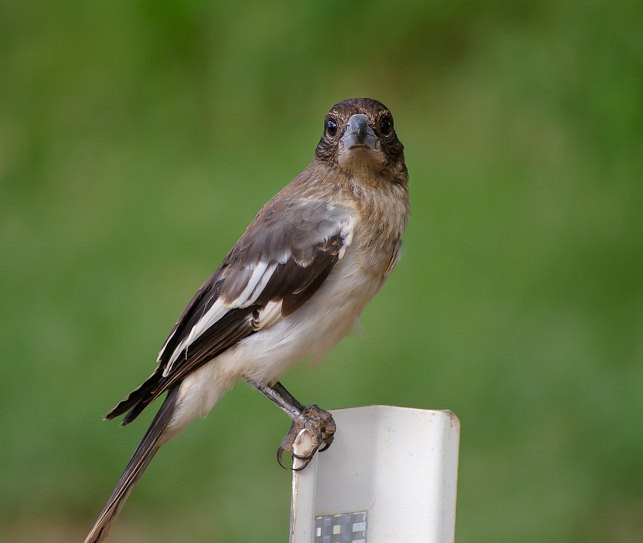 Bird Butcherbird Ornithology - Free photo on Pixabay - Pixabay