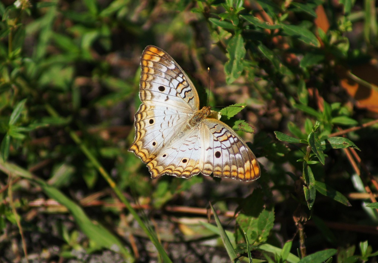 Butterfly Wing Span Exotic - Free photo on Pixabay