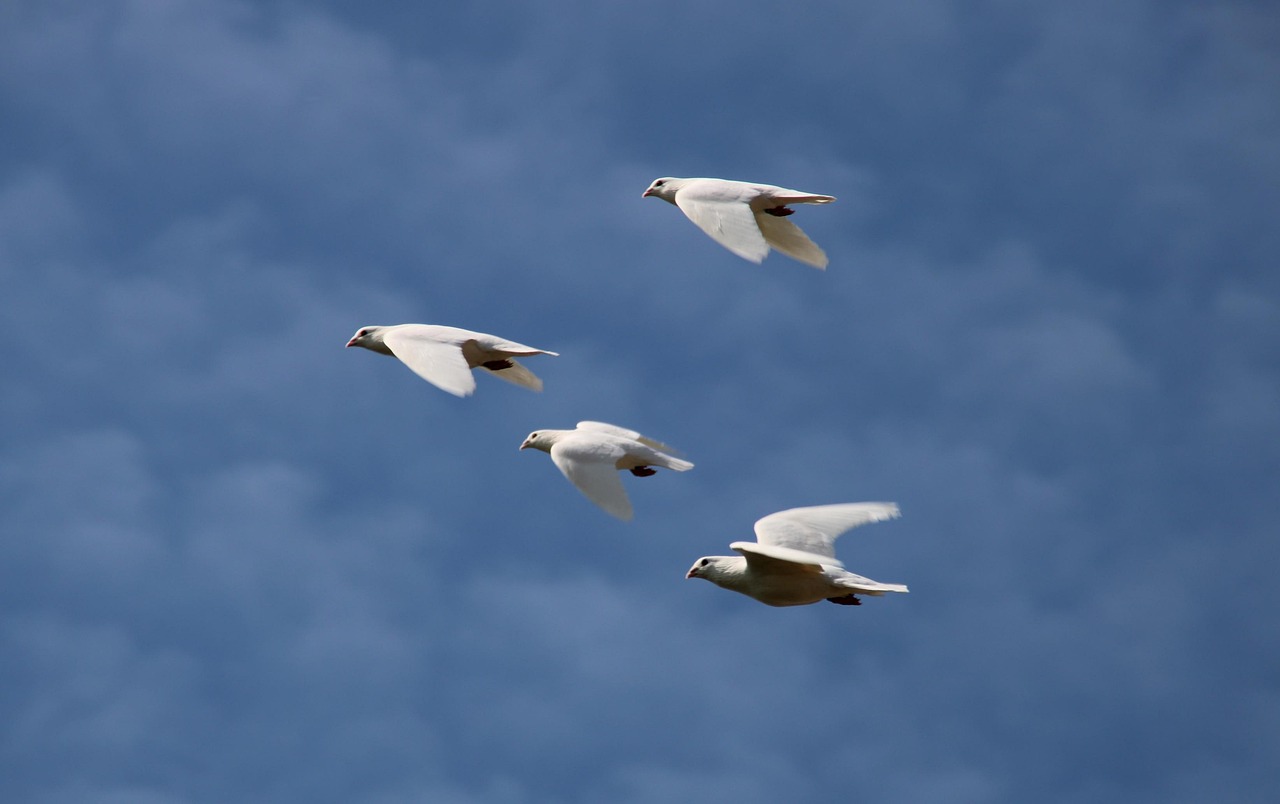 White Pigeons Flying Wedding - Free photo on Pixabay - Pixabay
