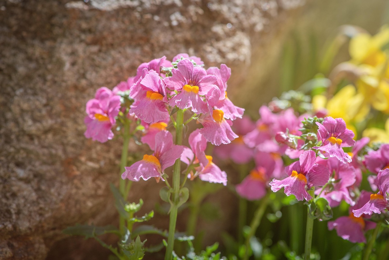 Flor Jardim Primavera - Foto gratuita no Pixabay - Pixabay
