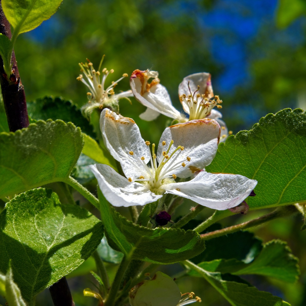 100+ Free Ozarks & Arkansas Images - Pixabay