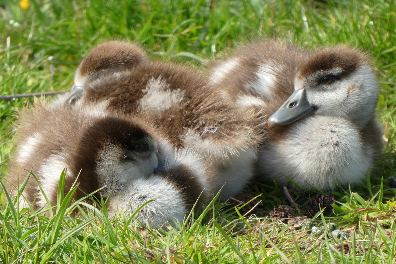 Egyptian Goose Chicks Geese - Free photo on Pixabay - Pixabay