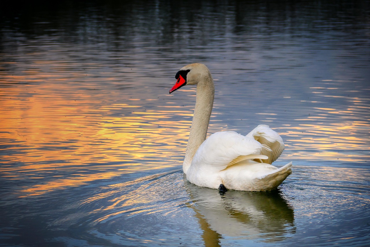 Lake Evening Atmosphere Water - Free photo on Pixabay - Pixabay