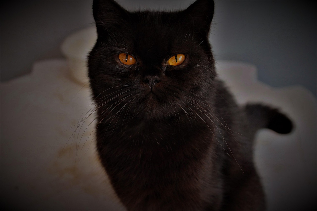 Persian Cat Mascot - Free photo on Pixabay