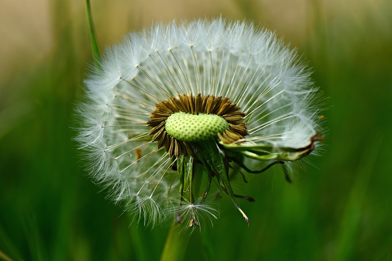 400,000+ Free Flower Base & Flower Images - Pixabay
