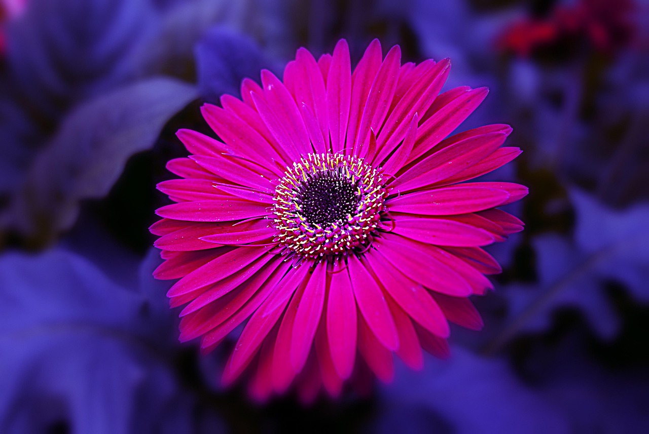 Blume Natur Romantische - Kostenloses Foto auf Pixabay