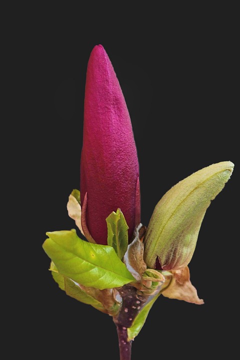 Magnolia Blossom Bloom - Free photo on Pixabay