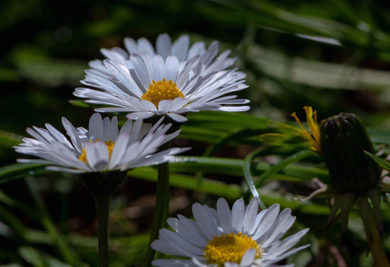 Bunga Aster Alam Kebun Padang - Foto gratis di Pixabay - Pixabay