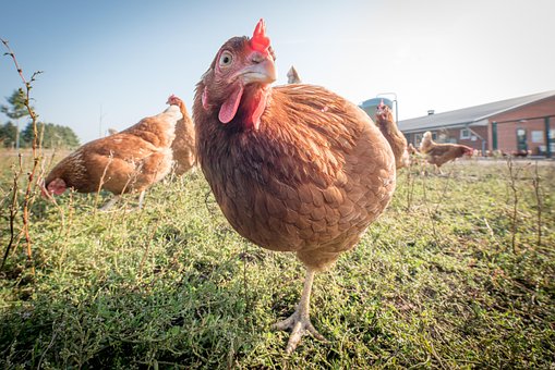 8+ Free Open Stall & Laying Hens Photos - Pixabay