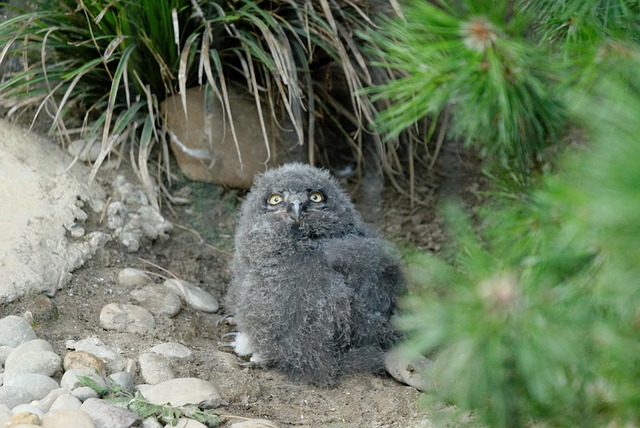 Owl Baby Zoo - Free photo on Pixabay