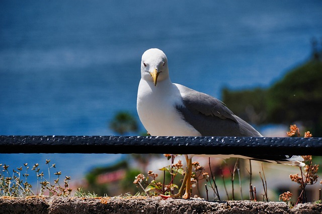 Seagull Bird Sea - Free photo on Pixabay - Pixabay