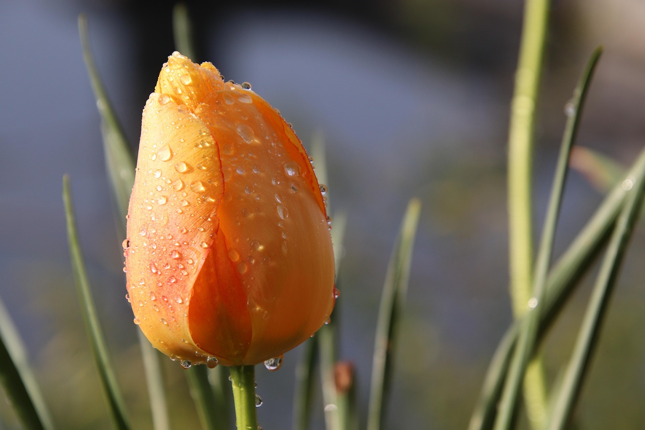 Tulip Amarillo Rocío - Foto gratis en Pixabay